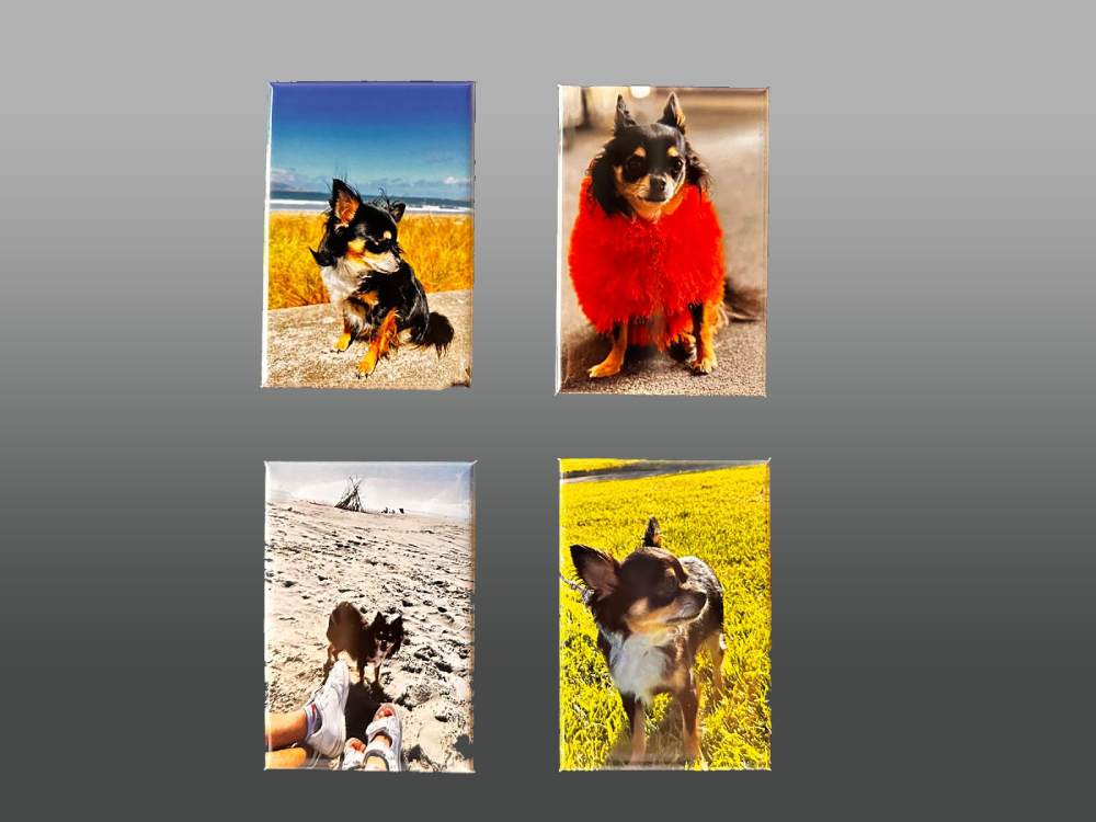 Photo Fridge Magnets (Set of 4) – Sticky Stories